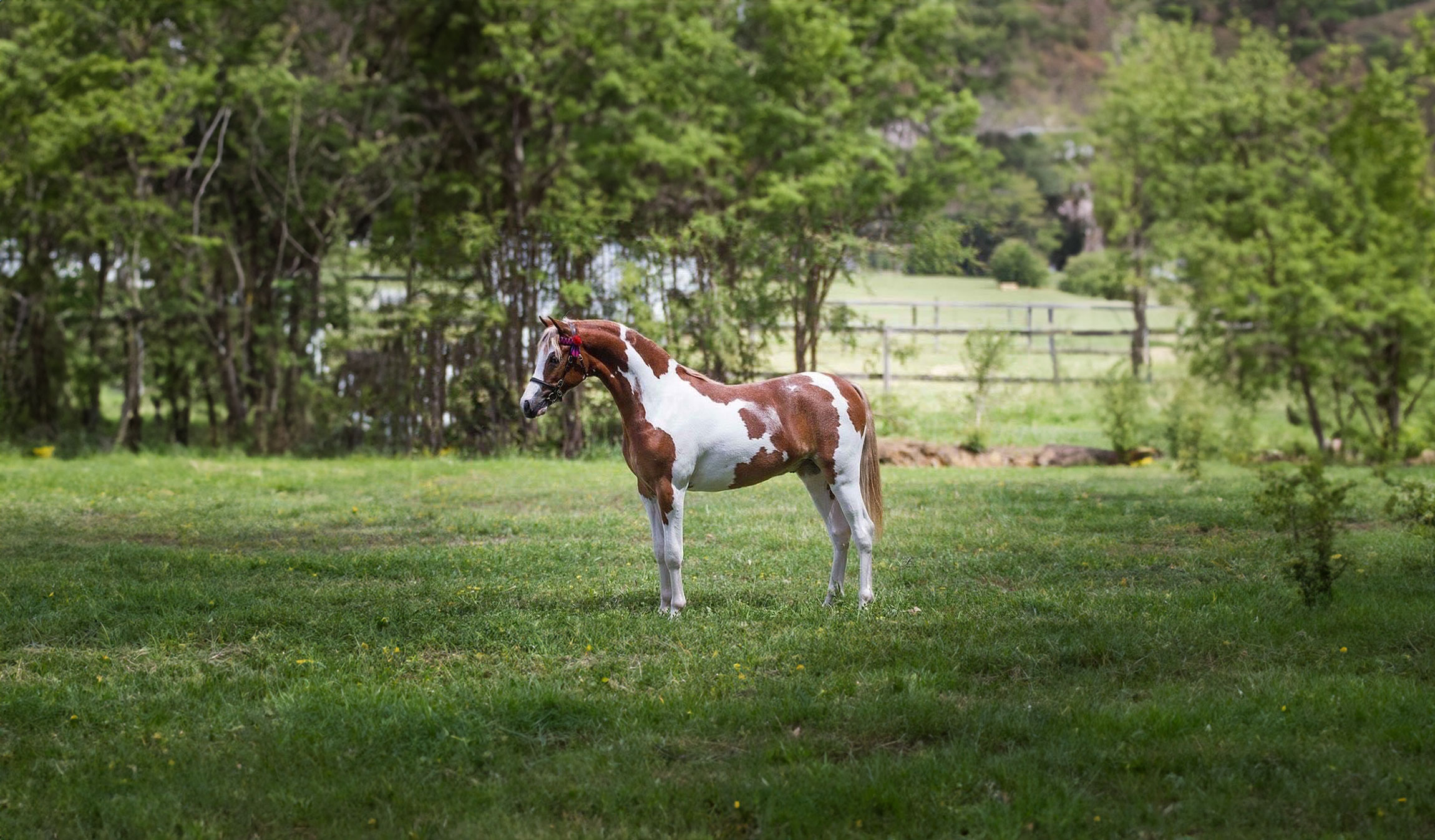 Breed Profile: The Australian Pony