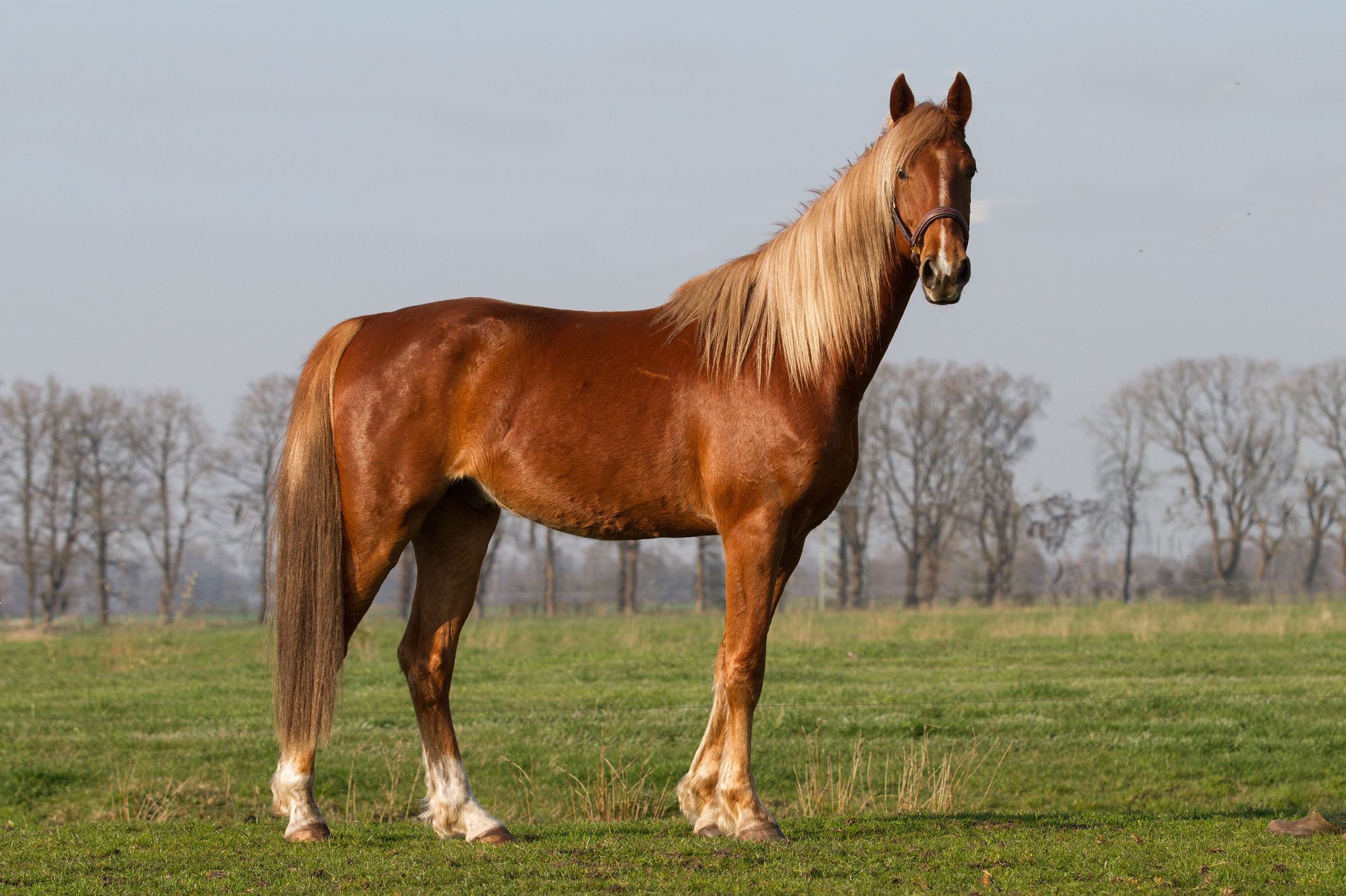 Saddler Horse Saddler Horse