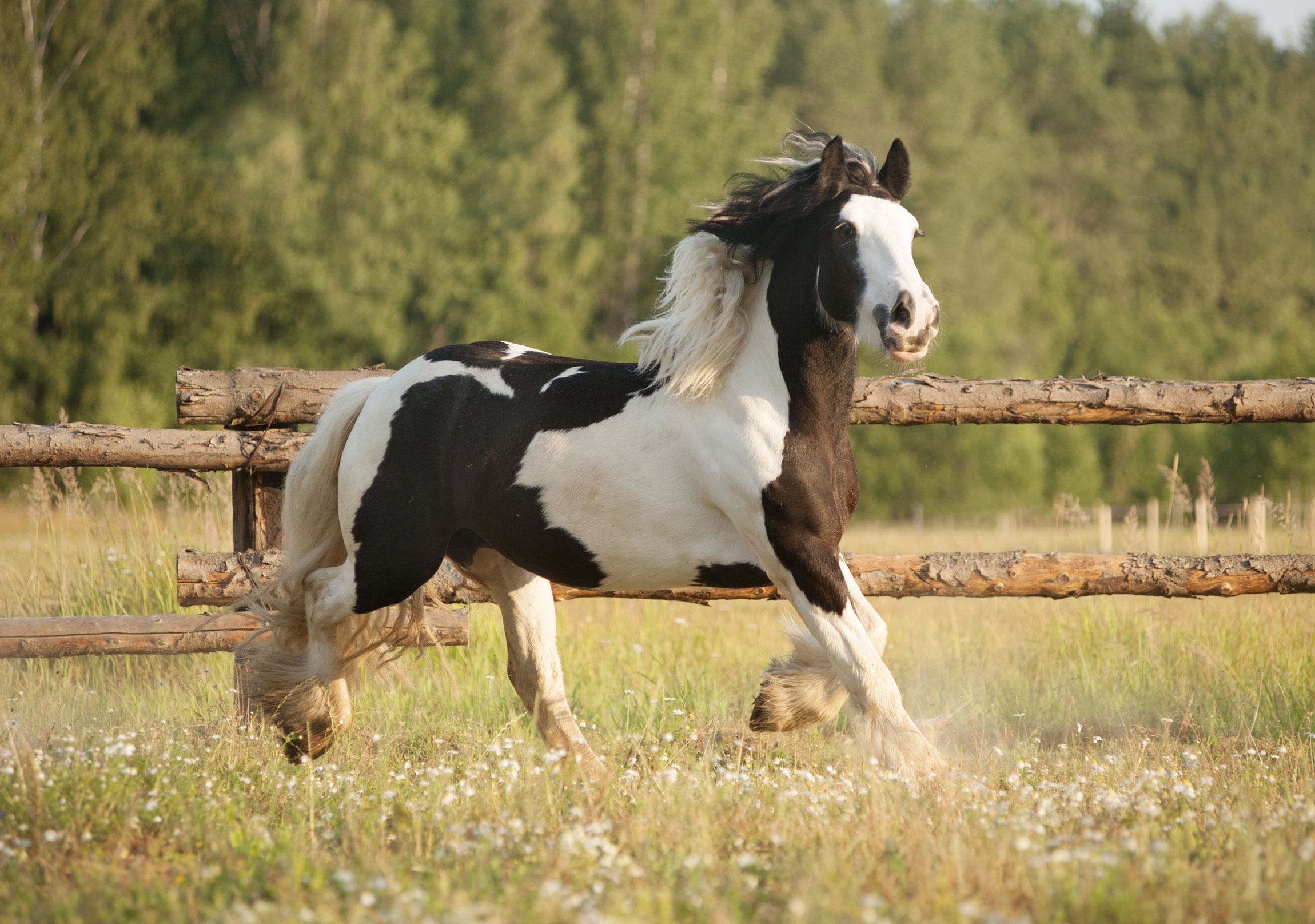 Breed Profile: The Gypsy Cob
