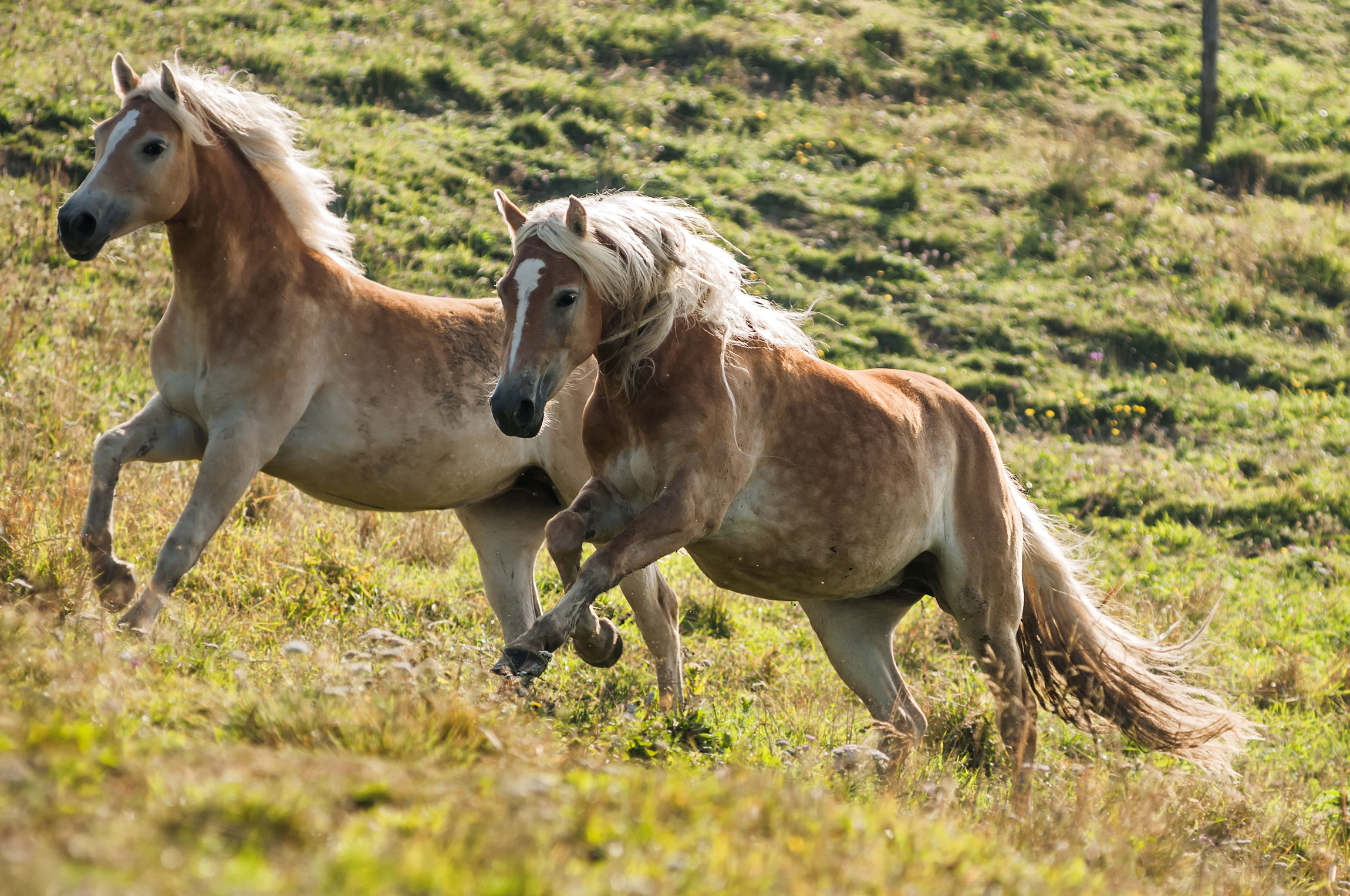 RIDE: Trekking the Delightful Dolomites by Haflinger