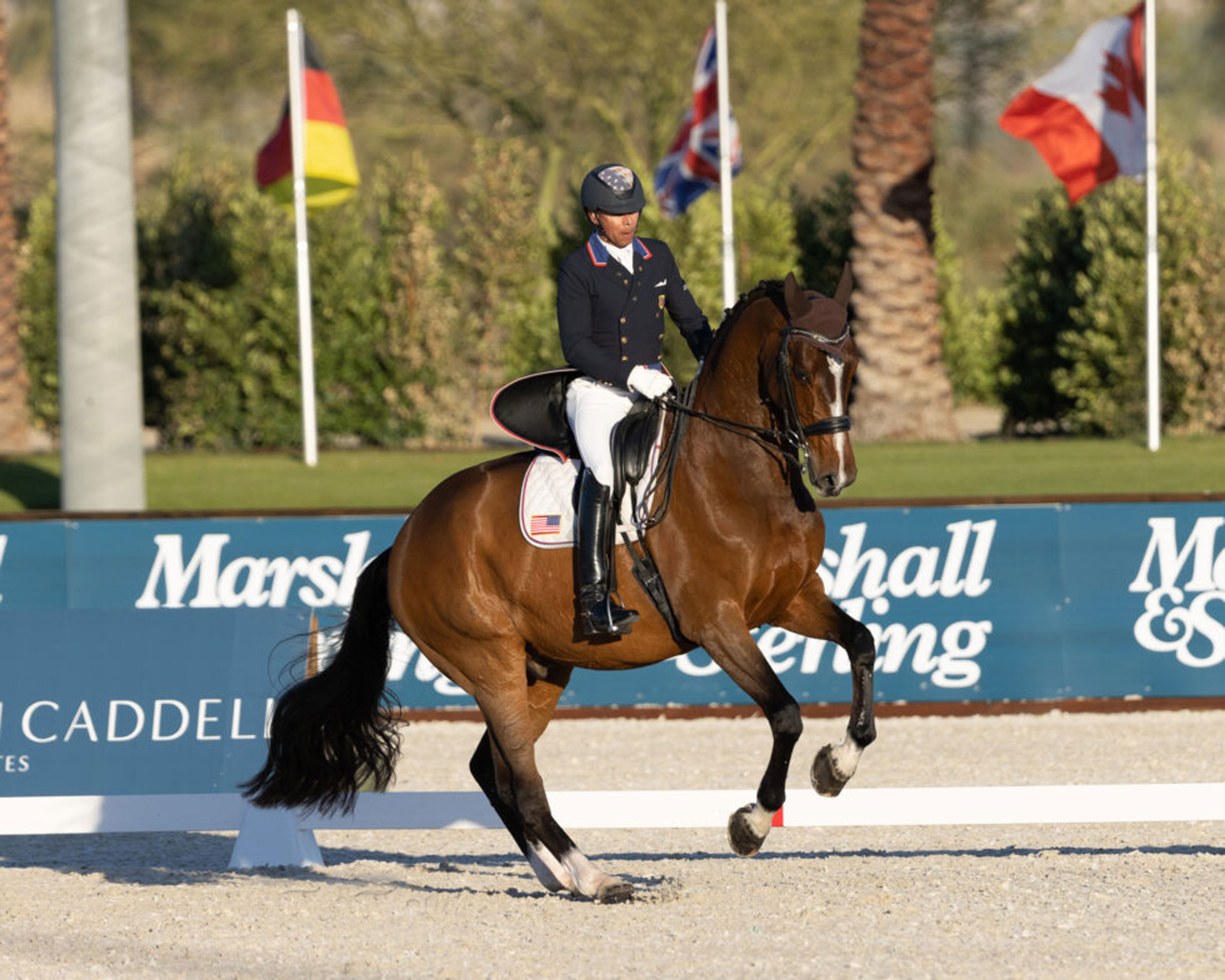 Top Dressage Horses