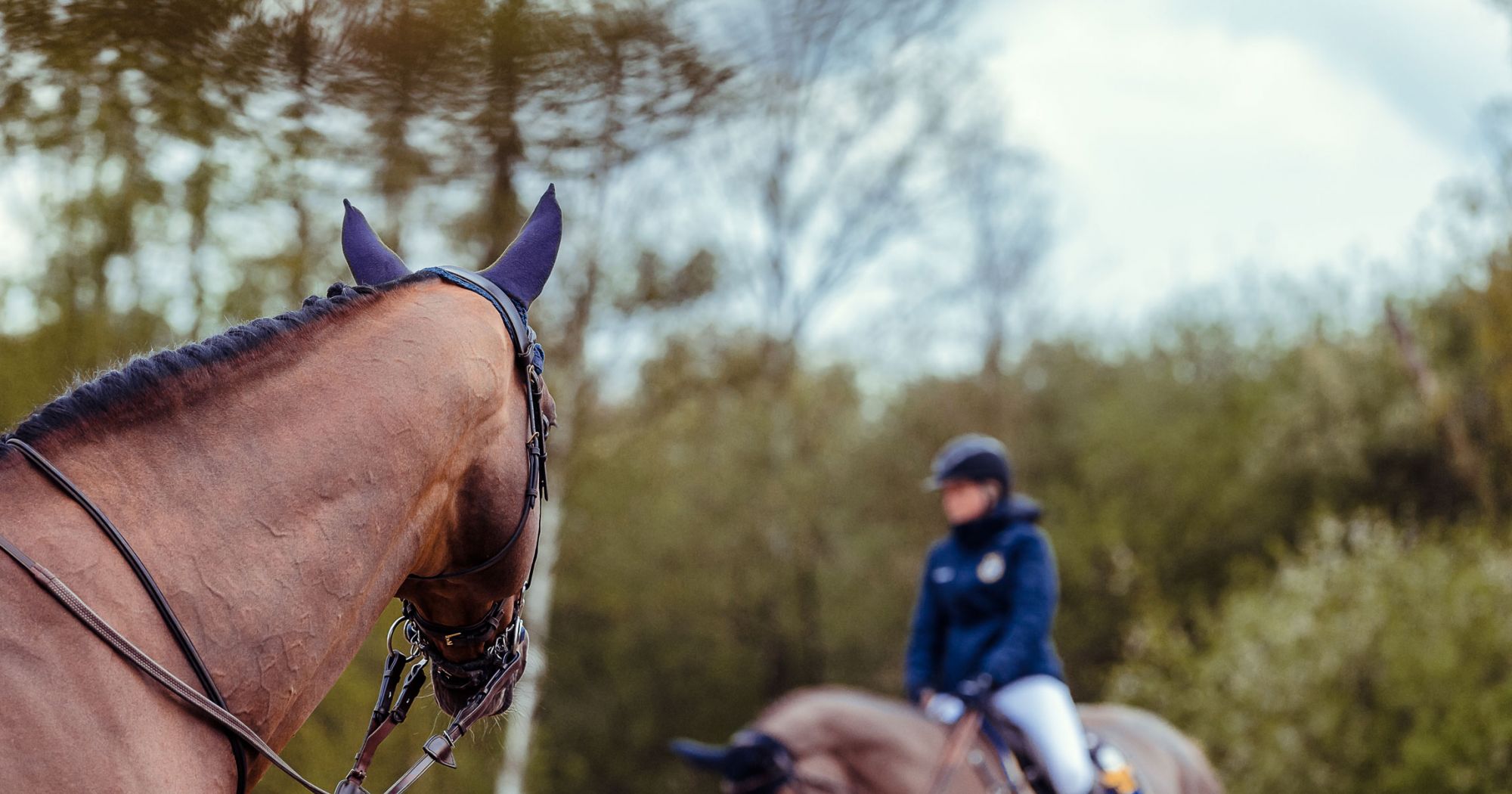 Getting The Distracted Horse to Focus