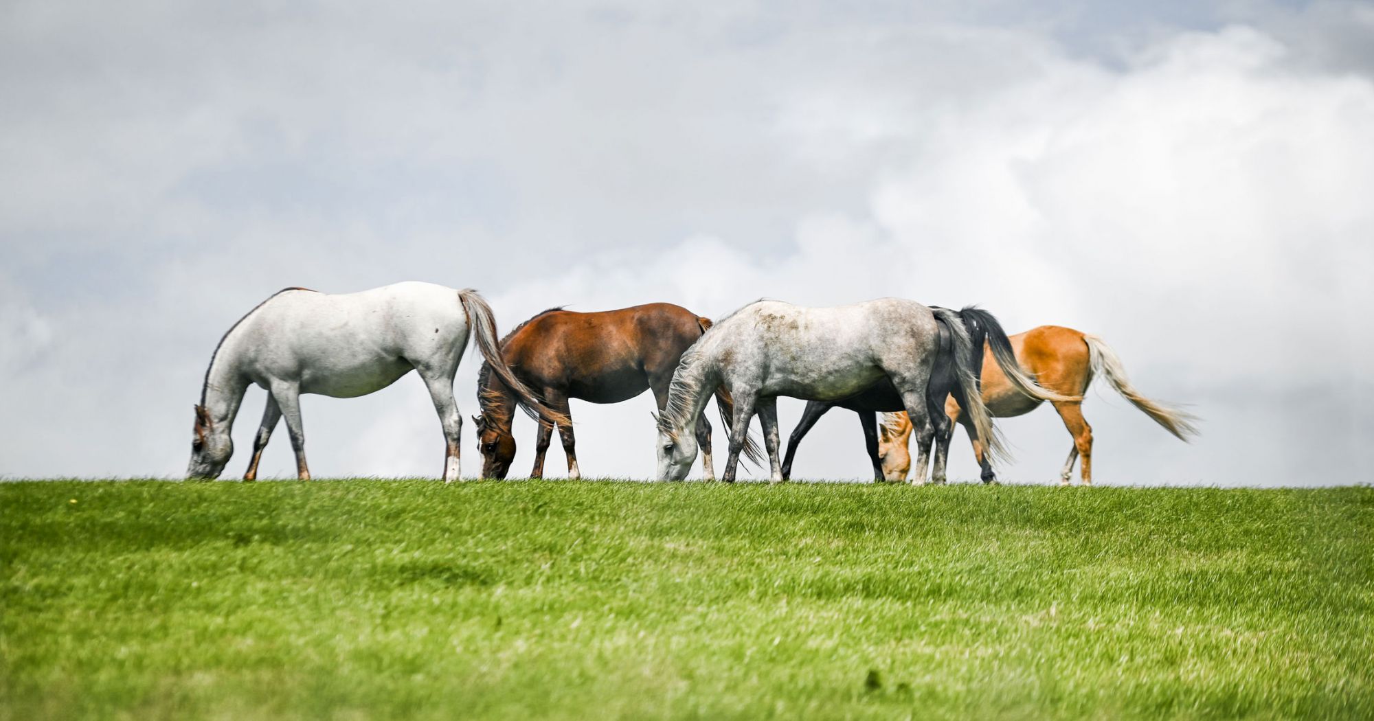 RIDE: A Lifetime Commitment to the Welsh Pony