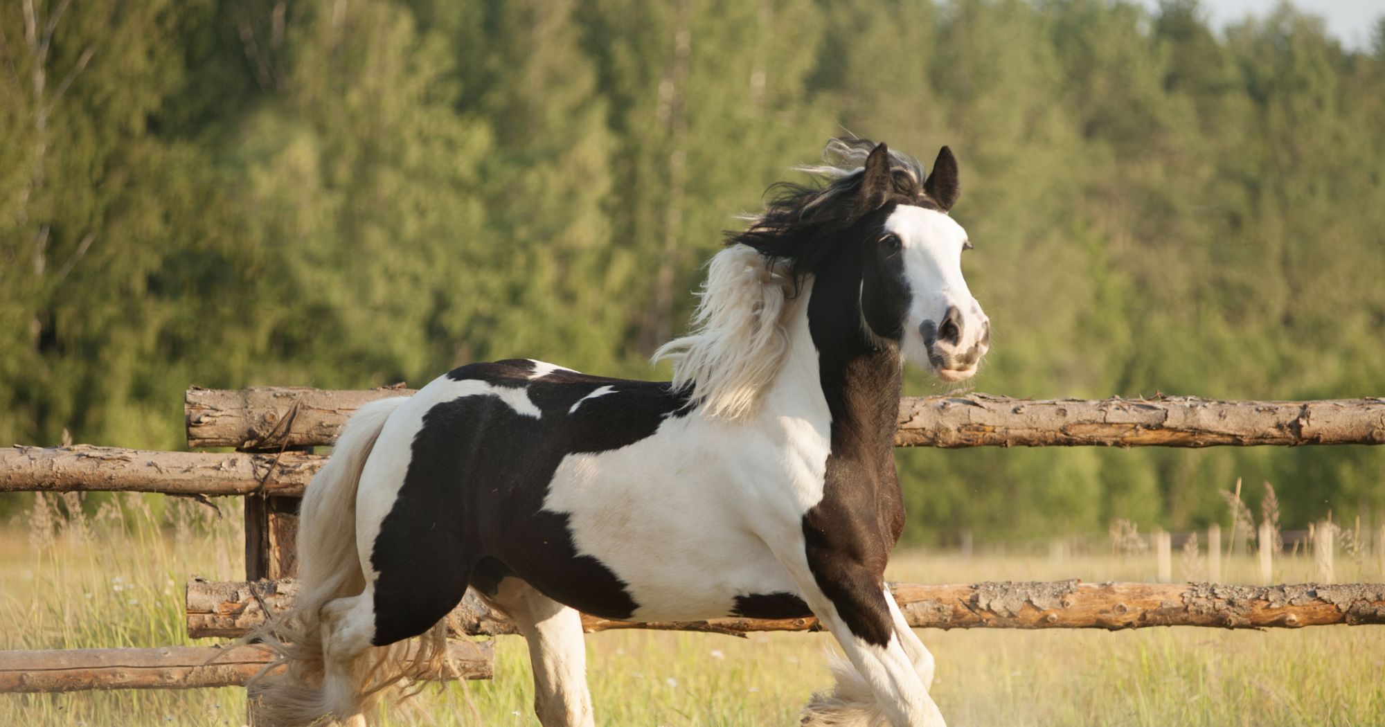 Breed Profile: The Gypsy Cob