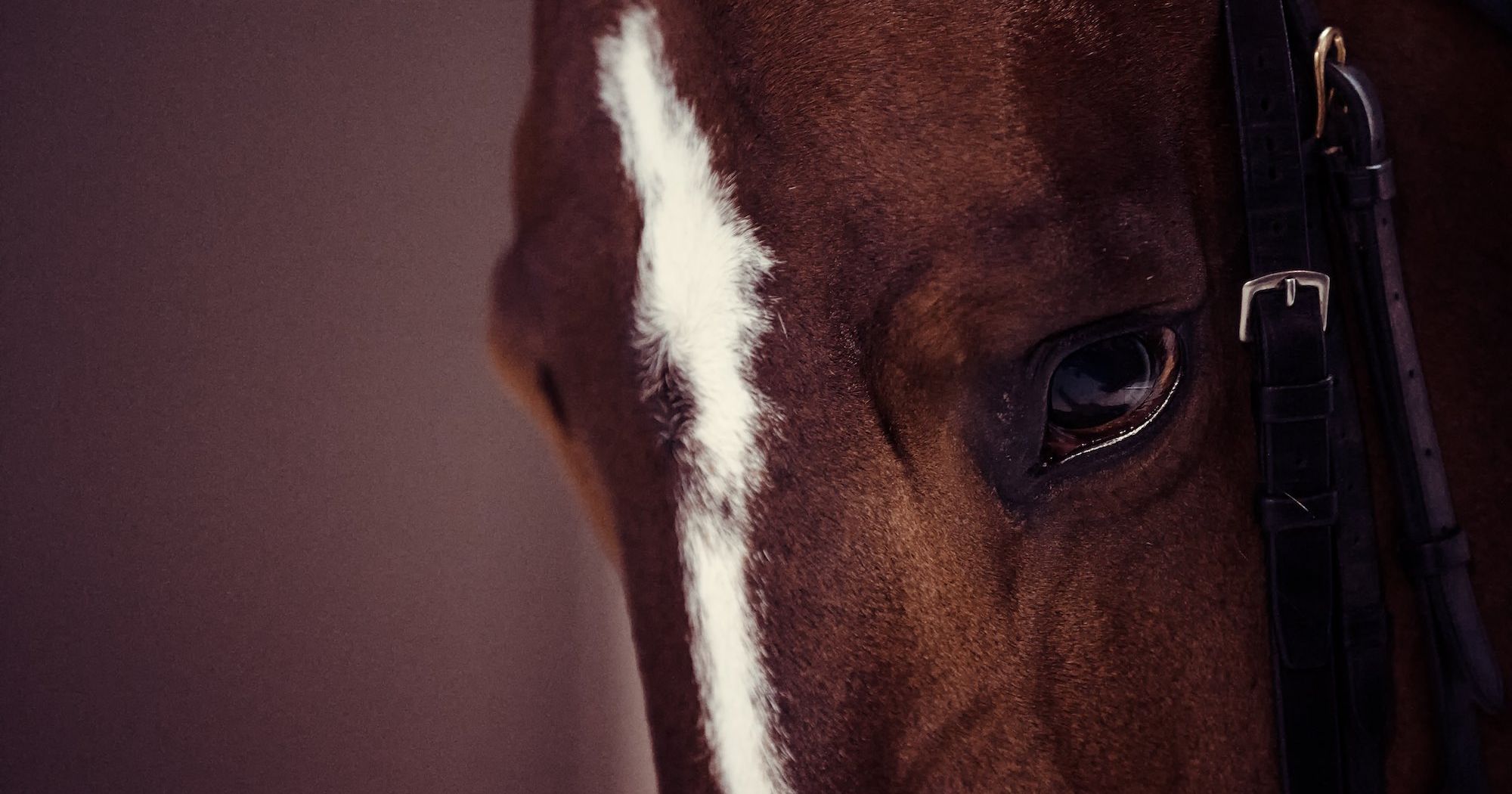 Fédération Equestre Internationale (FEI) | FEI.org