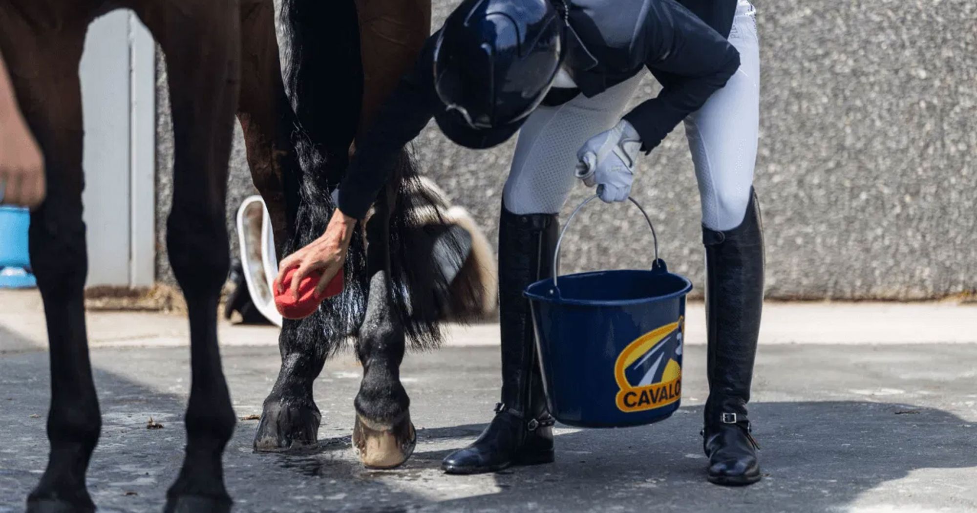 4 Tips to Optimally Prepare your Horse for Competitions and Hot Days ...